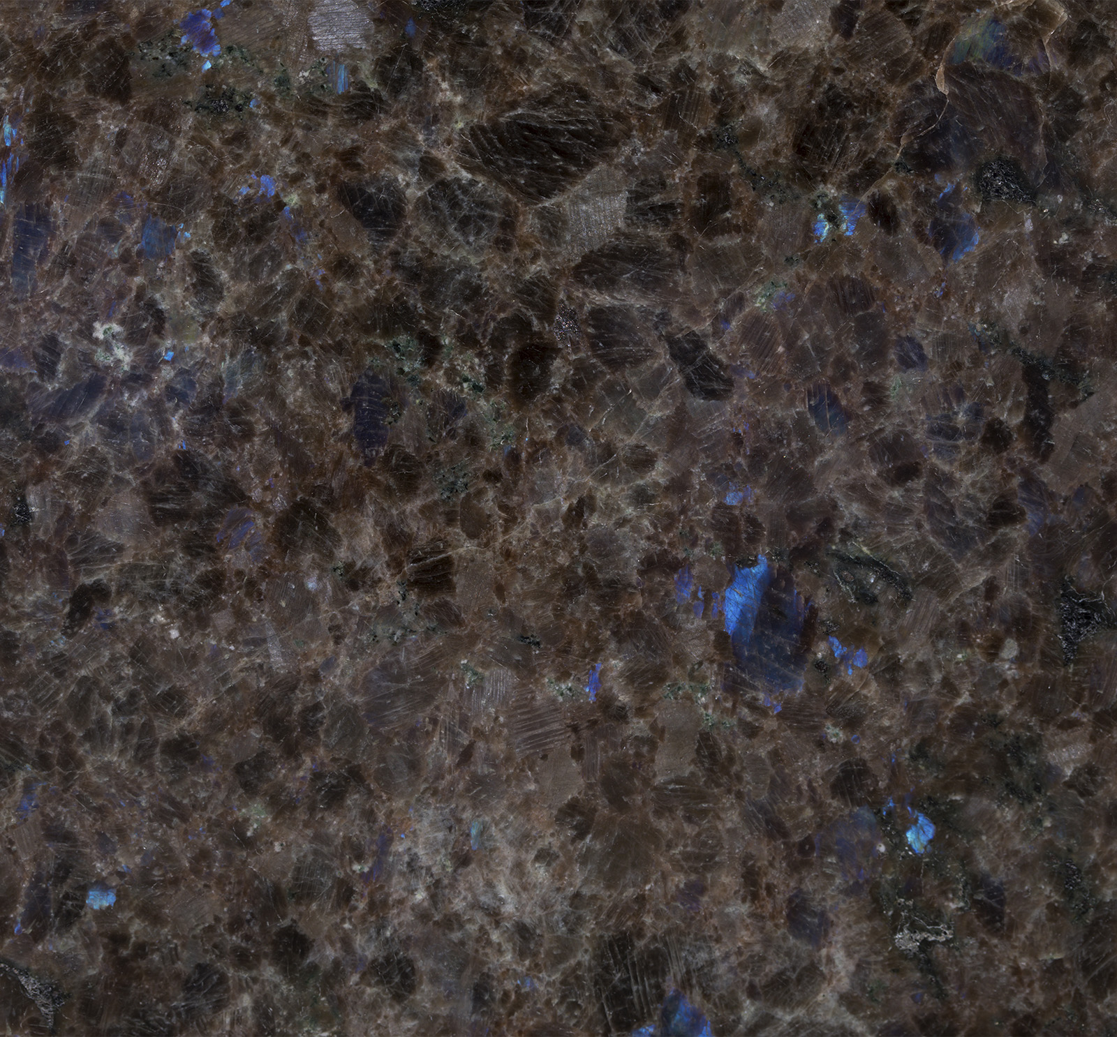 Antique Labrador | Marbelous