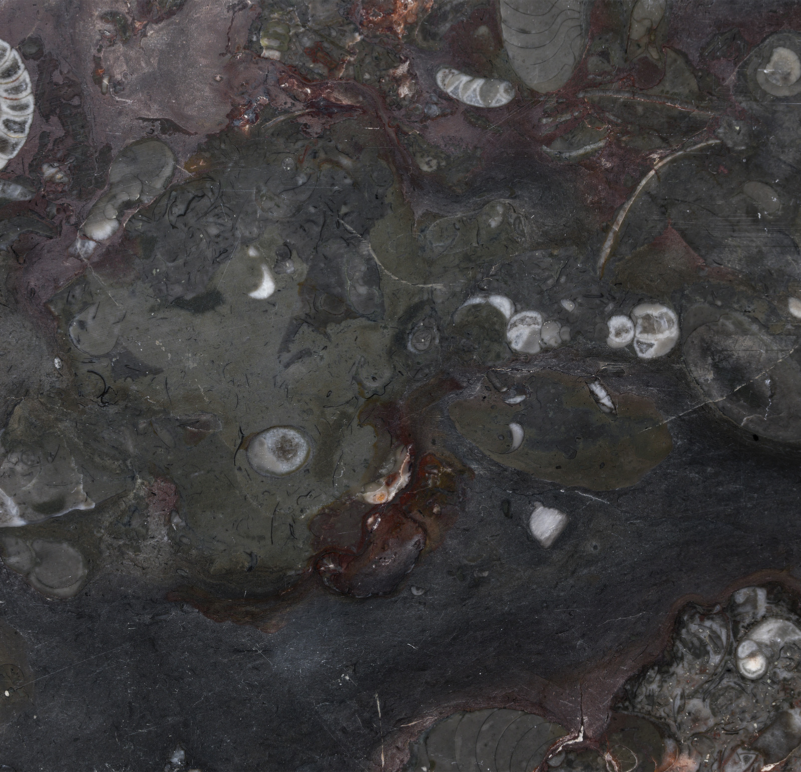 Grey Fossil | Marbelous