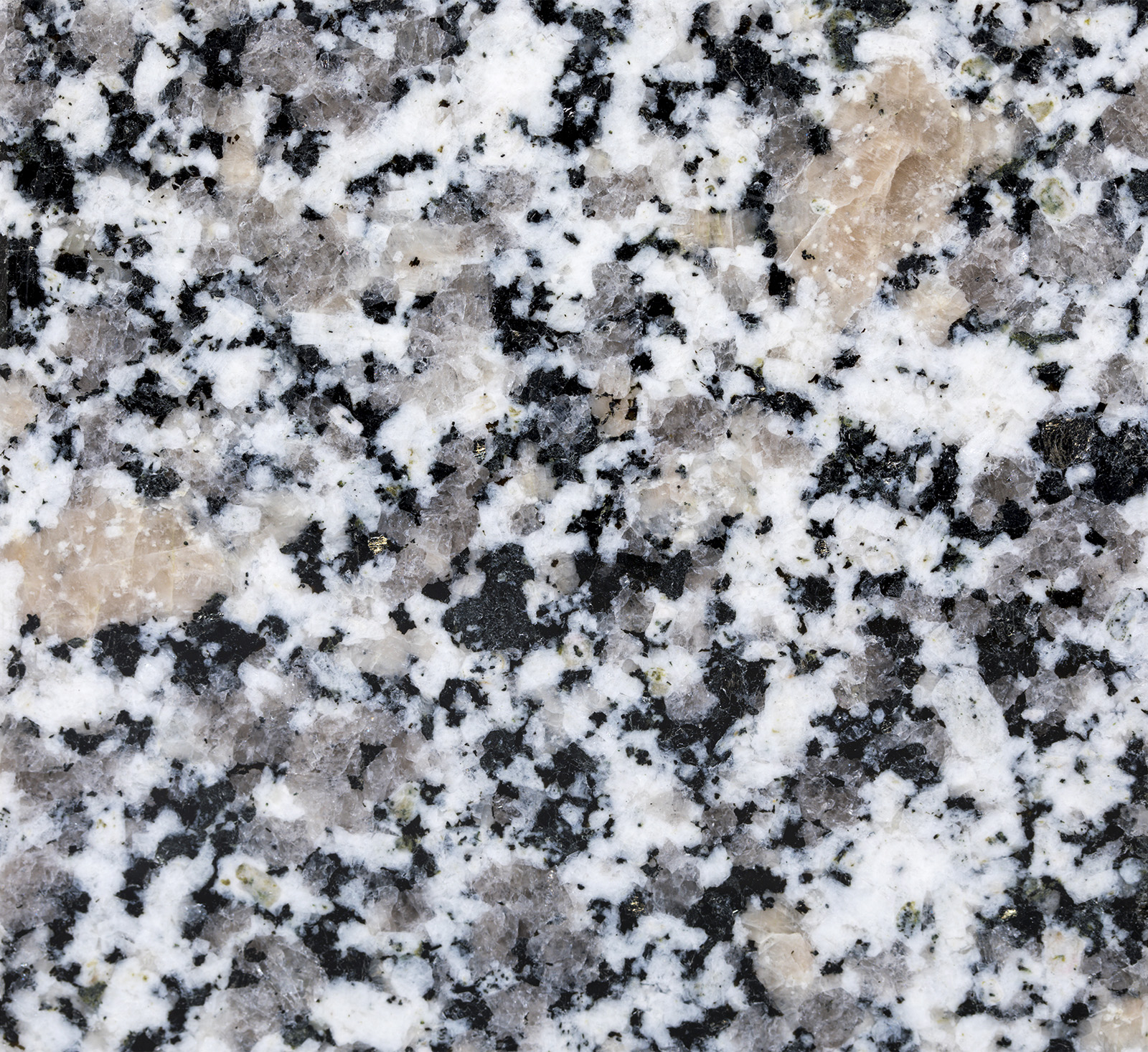 Rosa Beta | Marbelous